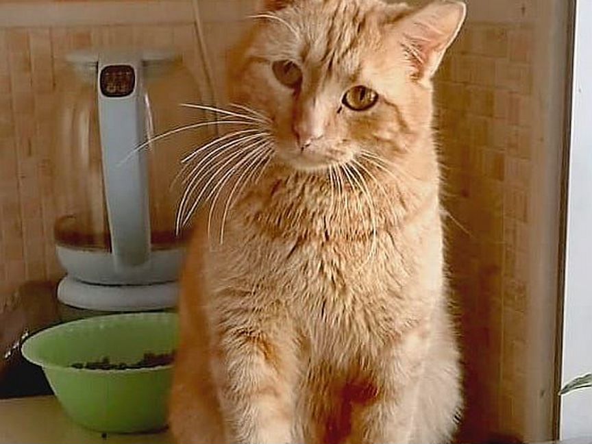 Рыжий котик в поисках семьи