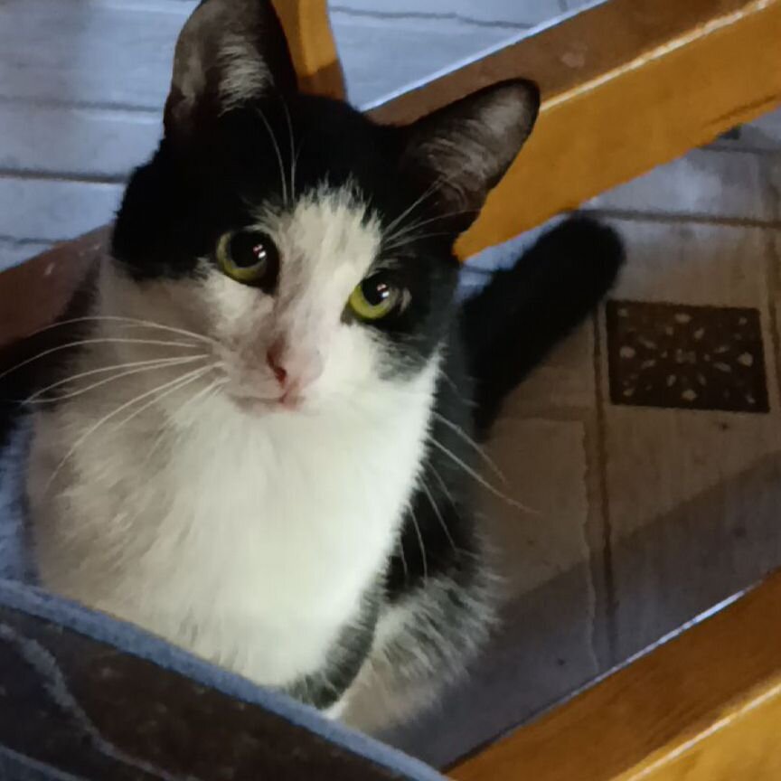 Потерялся котенок