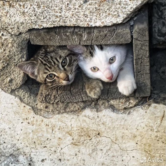 Малыши Котята в 2 расцветках