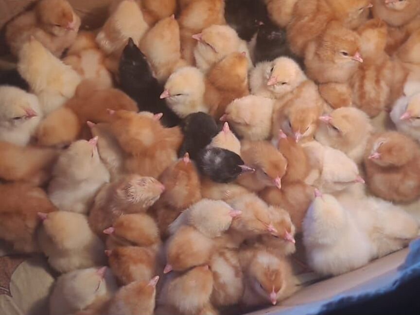 Цыплята Ломанн Браун