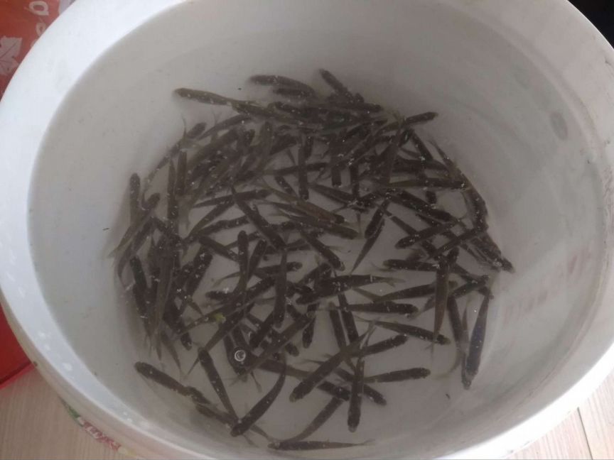 Верхоплавка