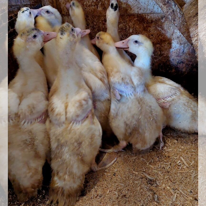 Утята индоутки