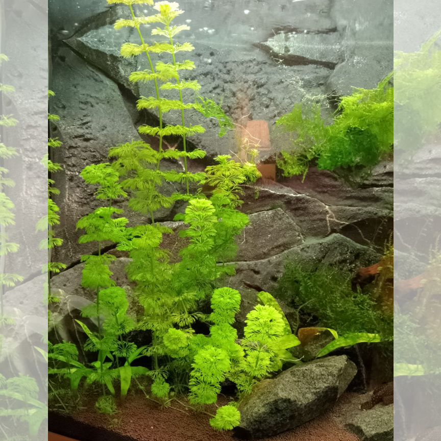 Аквариумные растения