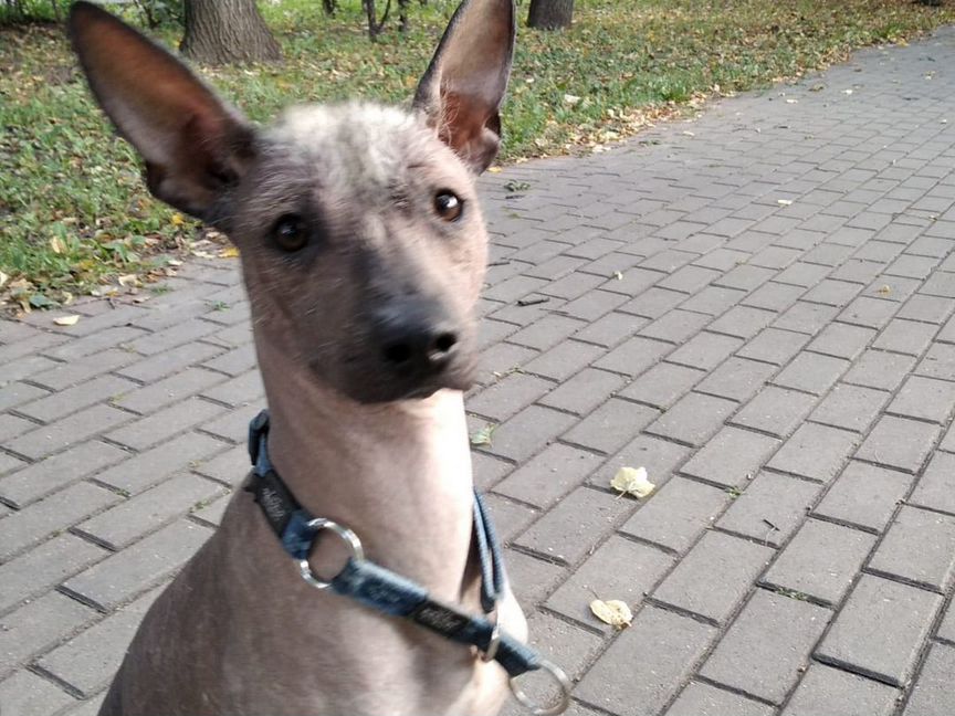 Ксолоитцкуинтли