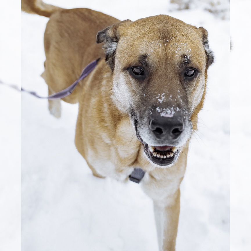 Лео ищет дом