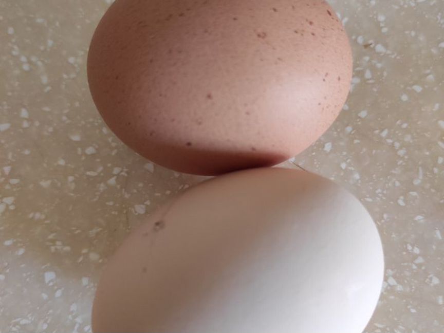 Инкубационное яйцо