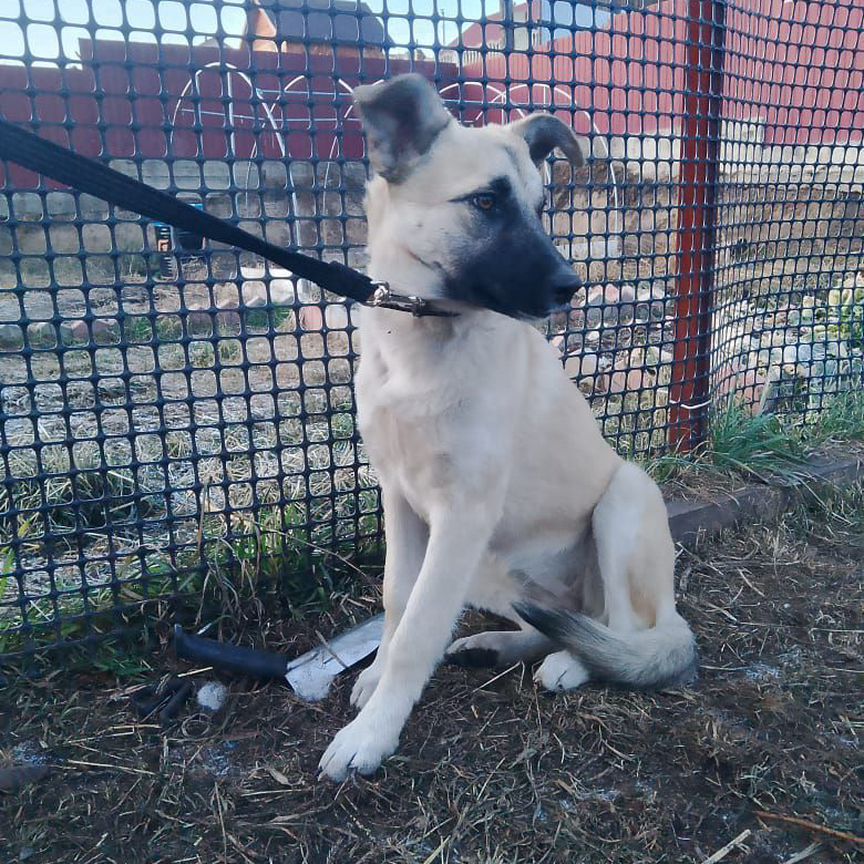 Собака в добрые руки отдам бесплатно