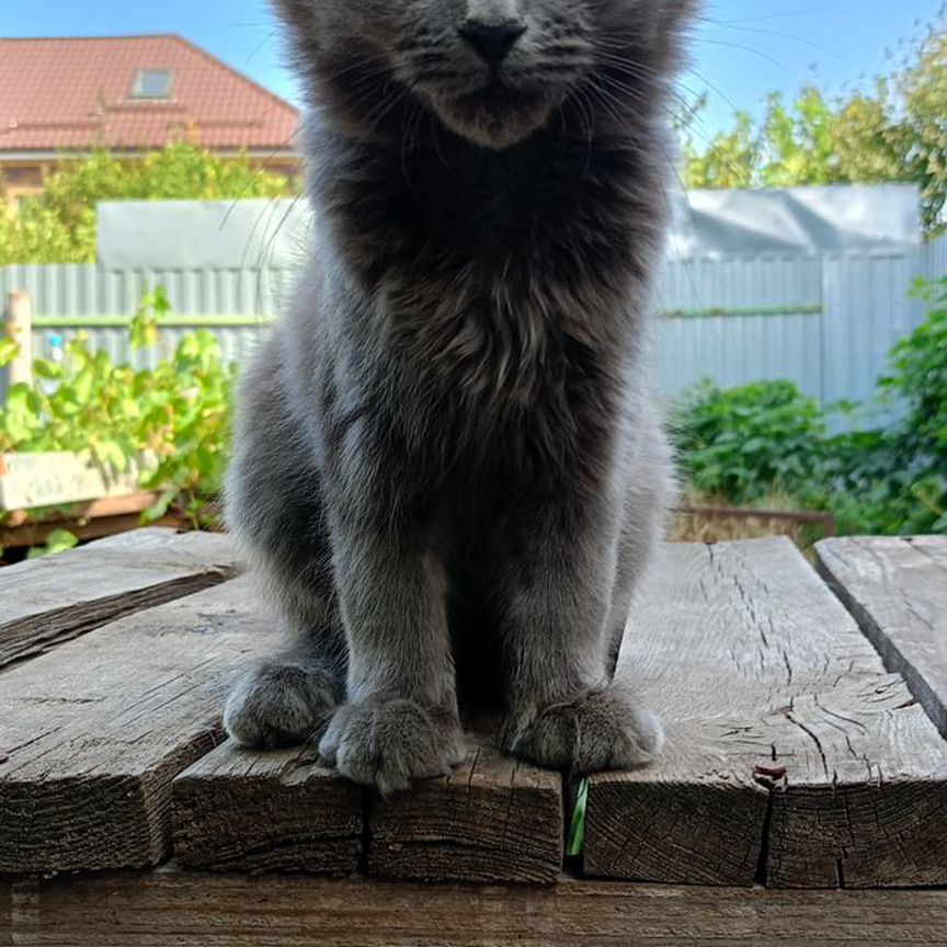 Дымка ищет дом)