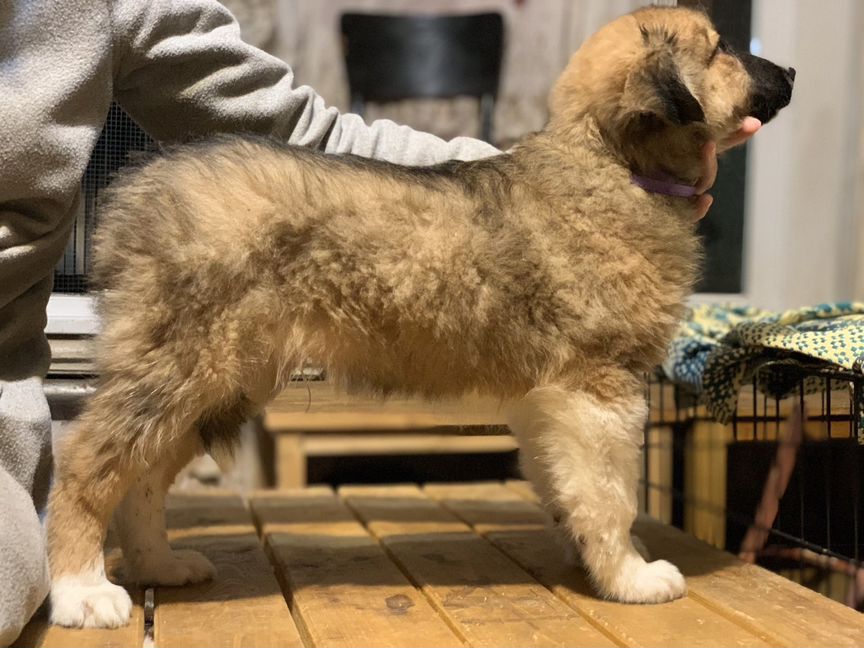 Миша ищет дом. Крупный щенок в свой дом