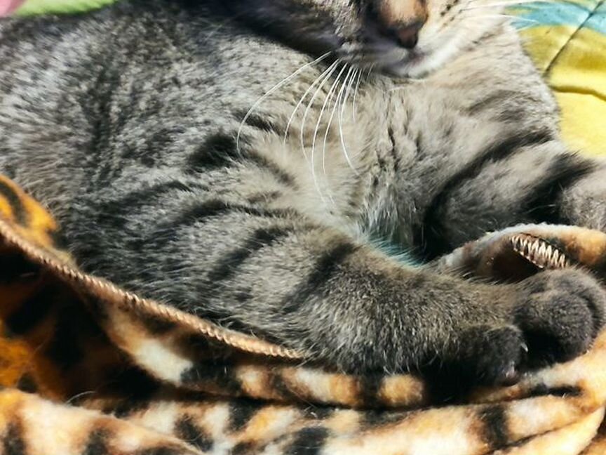 Котята в добрые руки даром