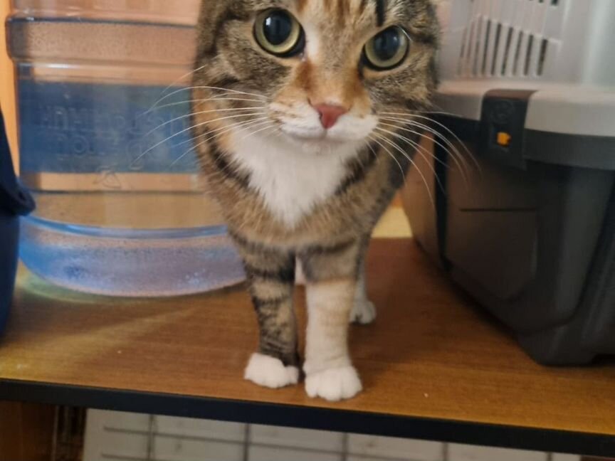 Трёхцветная ласковая кошечка с "мягкими лапками"