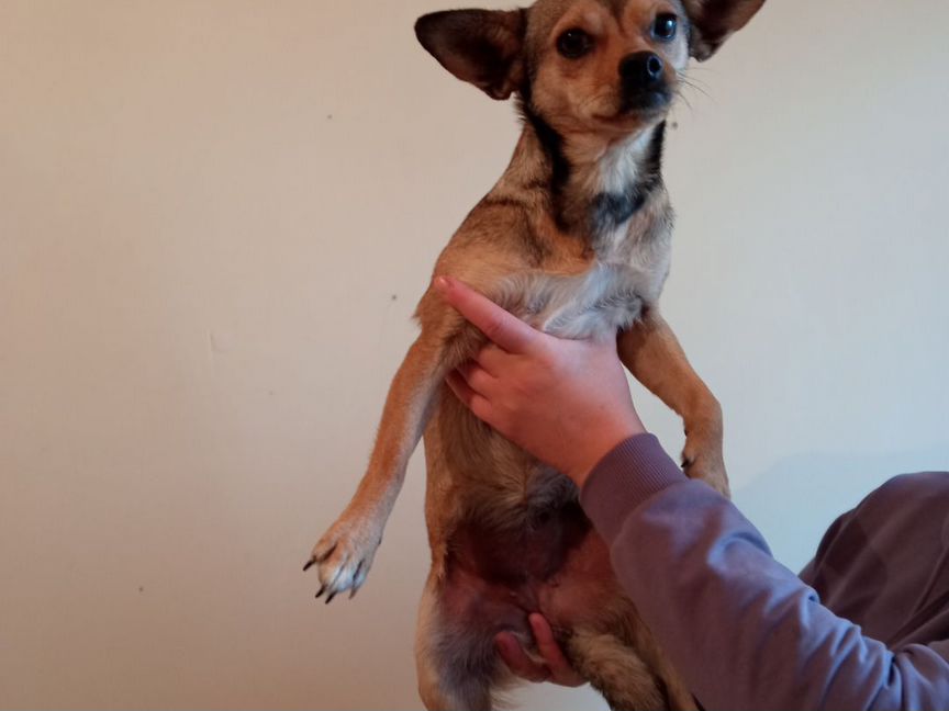 Малюсенькая Мася в заботливые руки