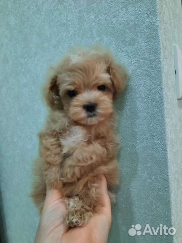 Мини мальтипу