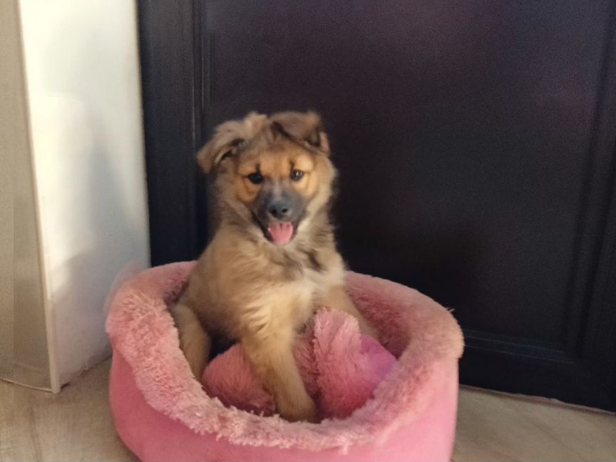 Щенок в добрые руки бесплатно