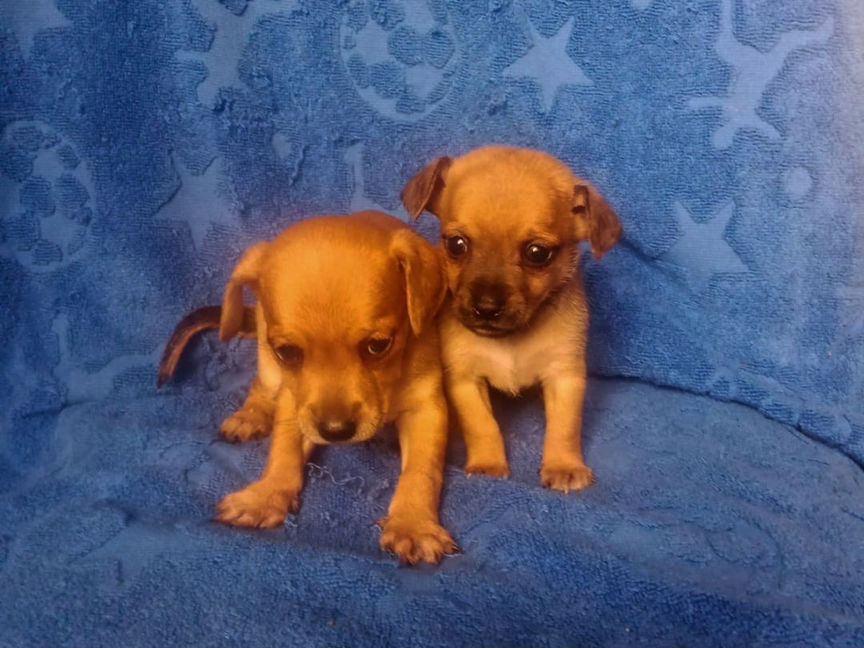 Малышки мини и стандарт