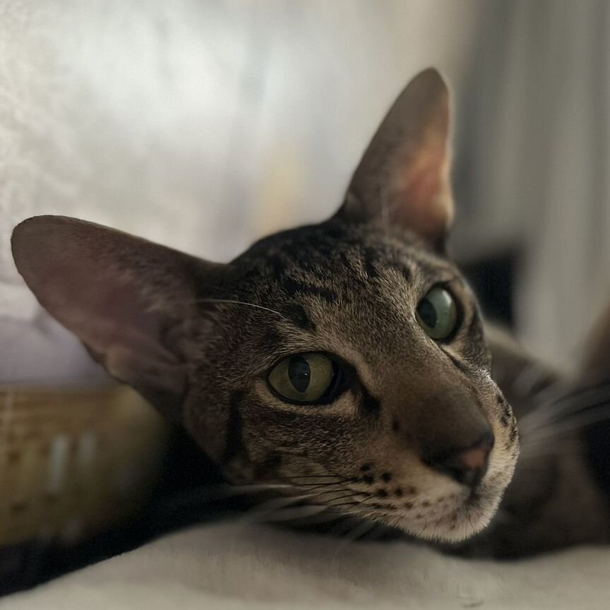 Ориентальный кот, взрослый