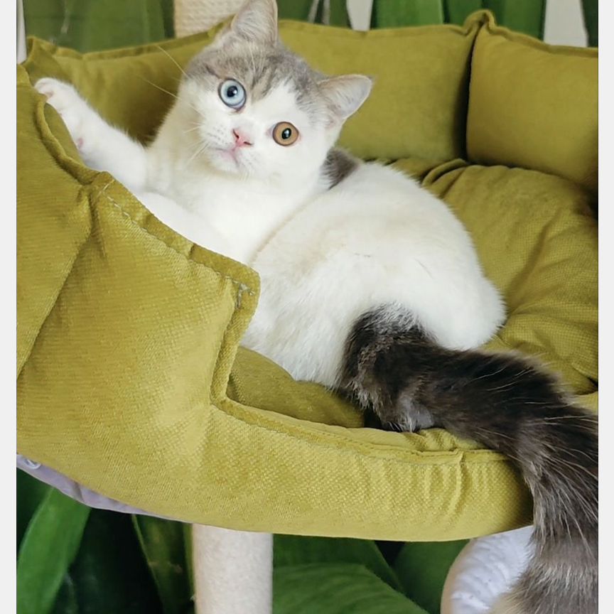 Скоттиш страйт