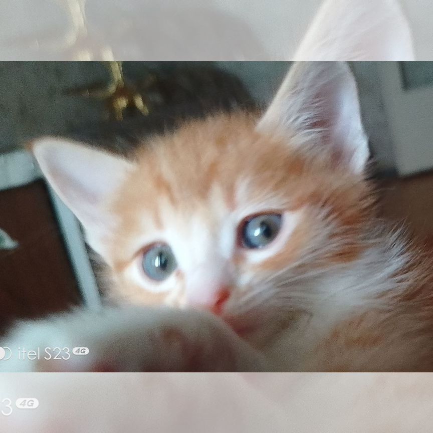 Отдам маленьких котят