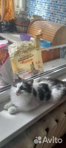 Вика Топатуша ищет дом