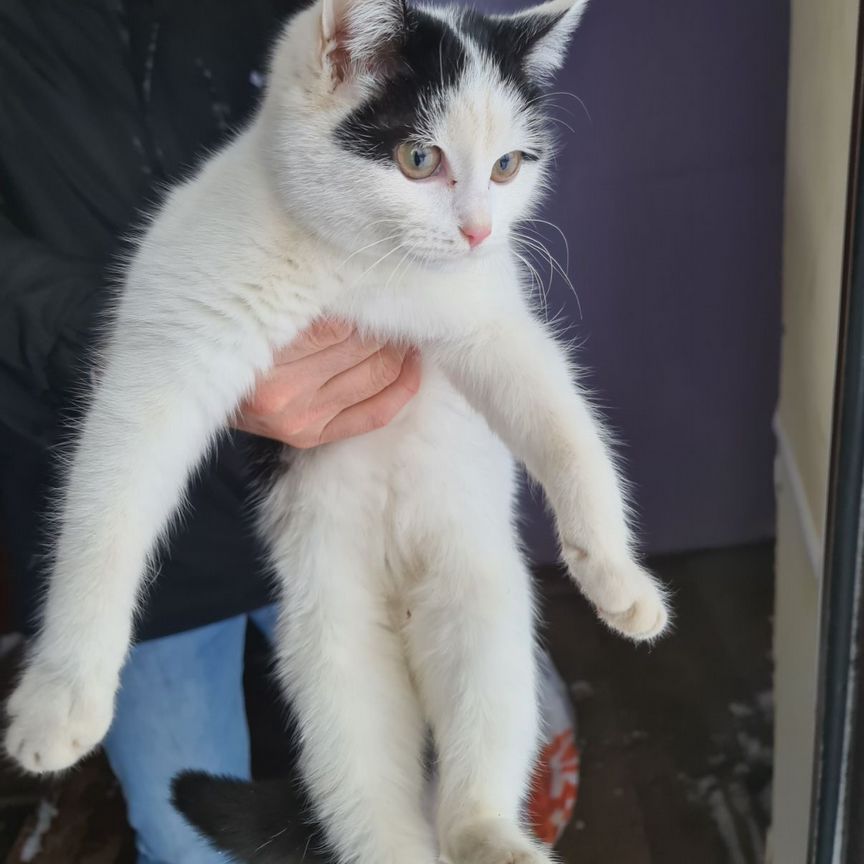 Котенок