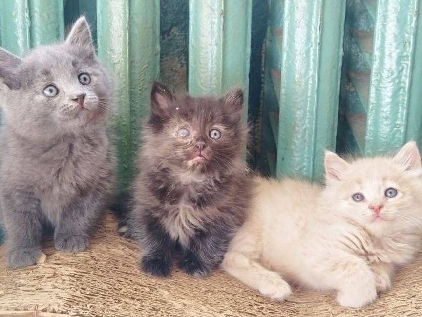Кошки бесплатно