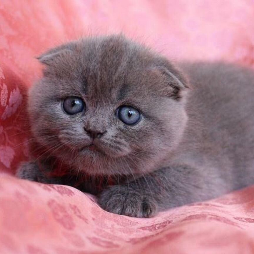 Шотландская вислоухая красотка