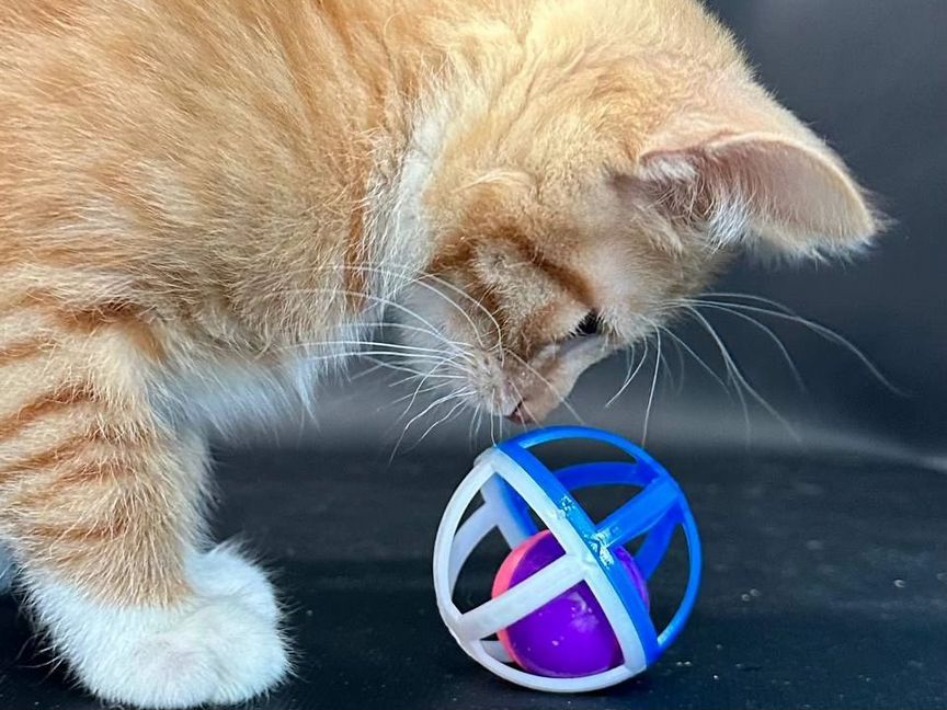 Котенок приносящий счастье