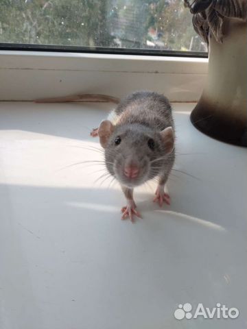 Крыса дамбо