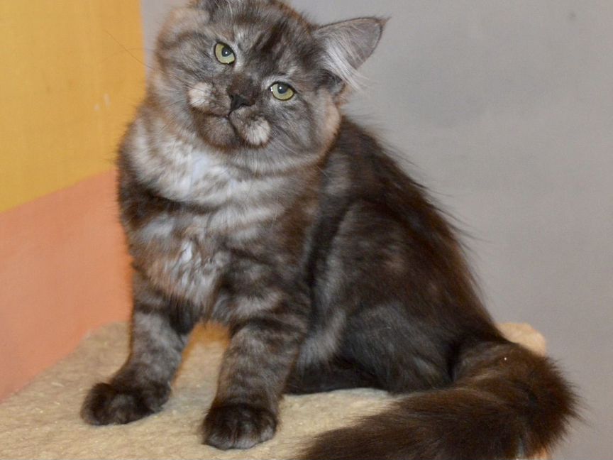 Сибирский котенок