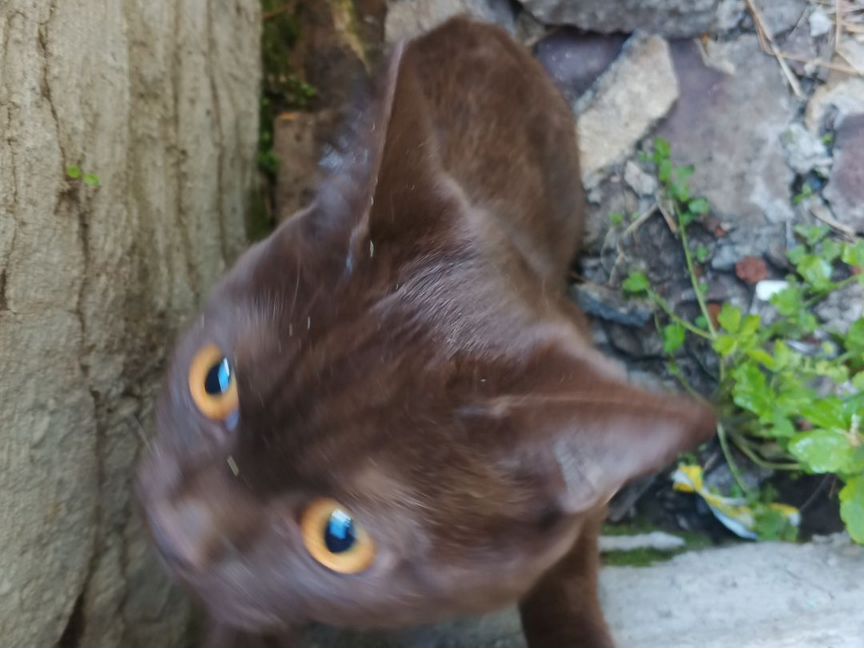 Кошечка коричневая с яркими жёлтыми глазами