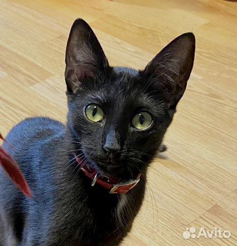 Кошечка добрые руки