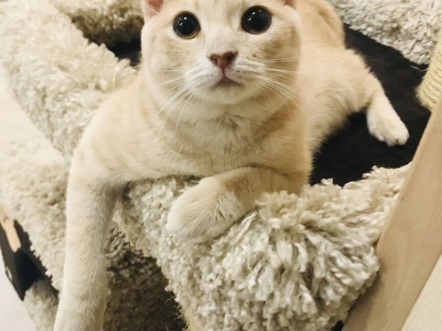 Персиковая девочка котенок