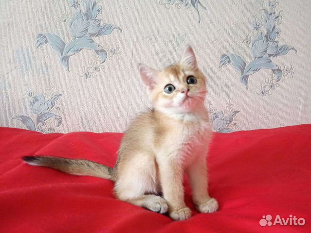 Шотландский котик, питомник