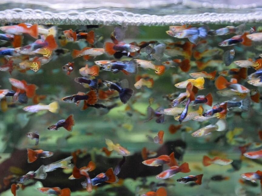 Гуппи молодняк