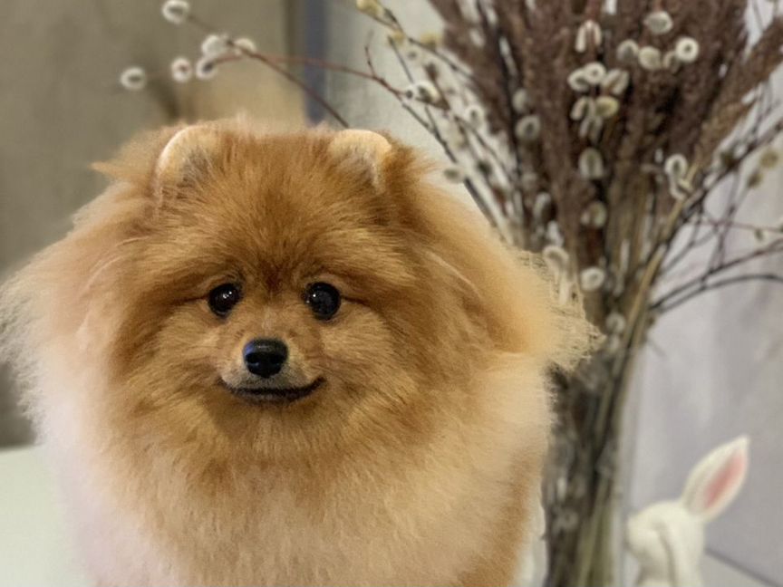 Померанский шпиц