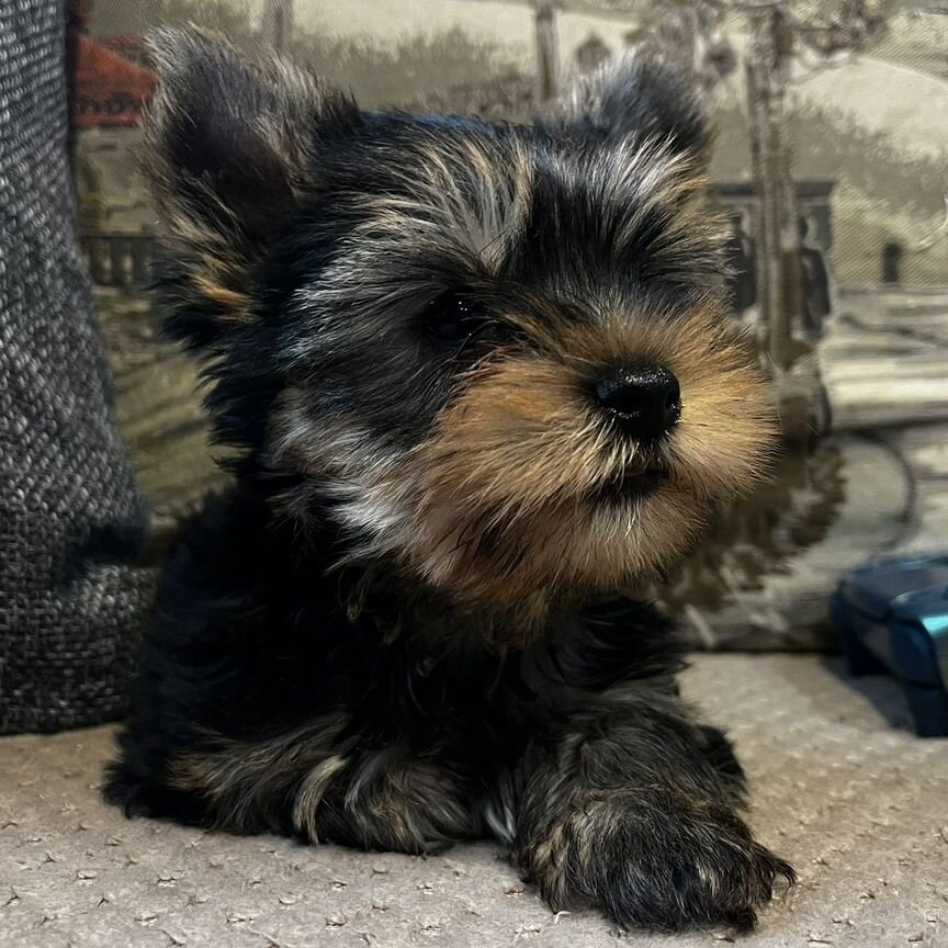 Йоркширский терьер, щенок