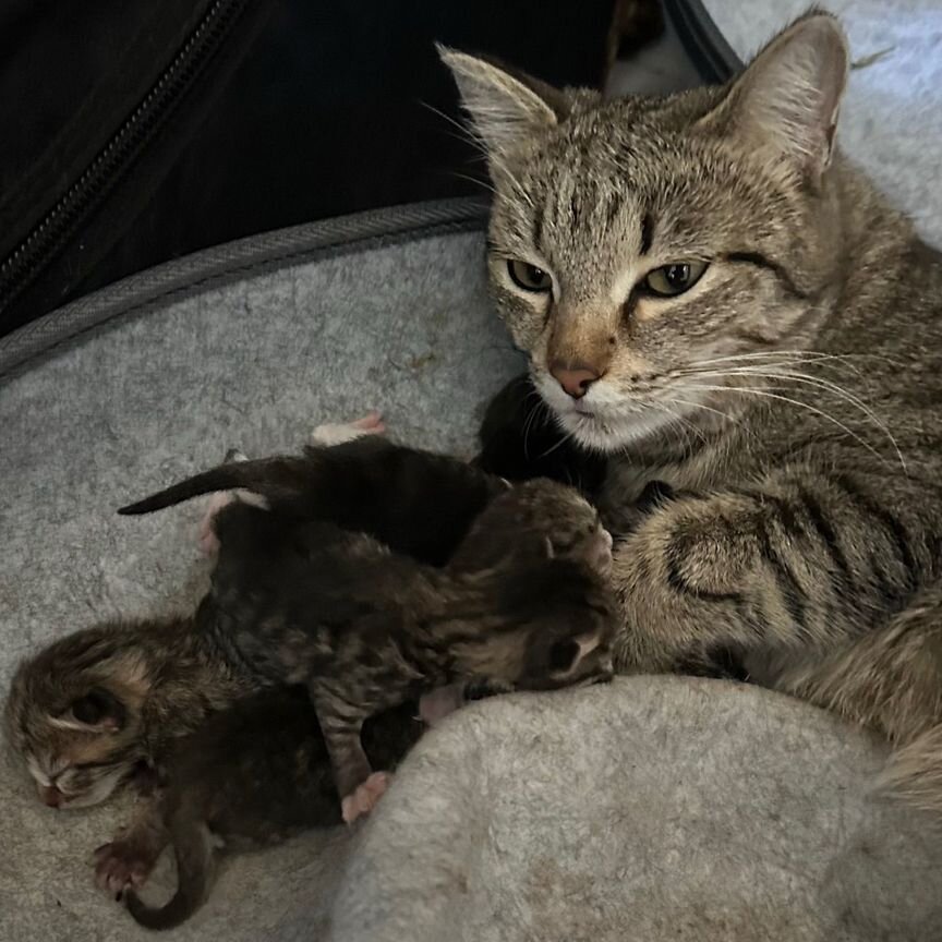 Котёнок в добрые руки