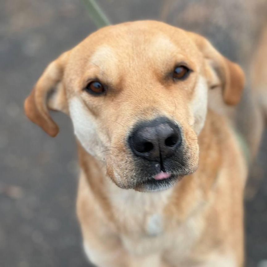 Ричард, пёс из приюта в добрые руки