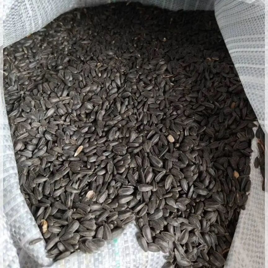 Семечки подсолнечника неочищенные для птичек