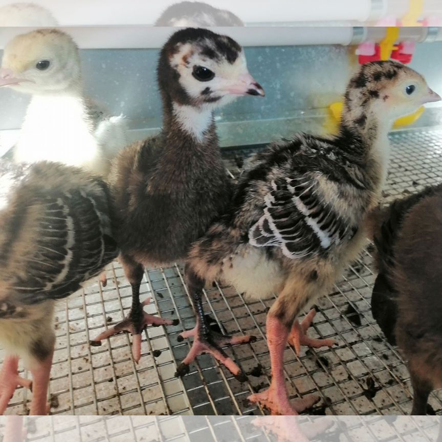 Цыплята брама, индюшата