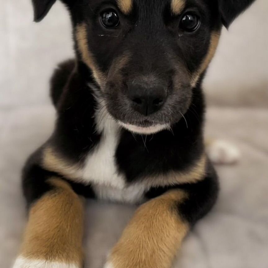 Щенок в добрые руки