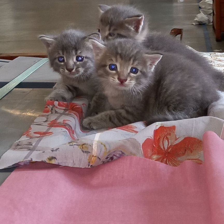 Котята
