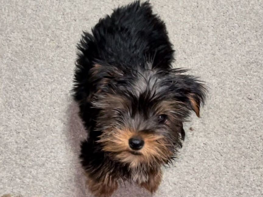 Йоркширский терьер