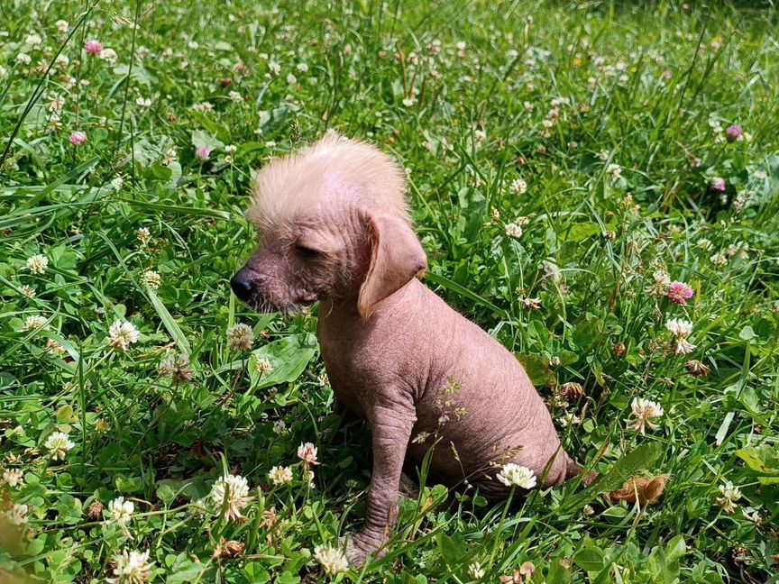 Китайская хохлатая голая