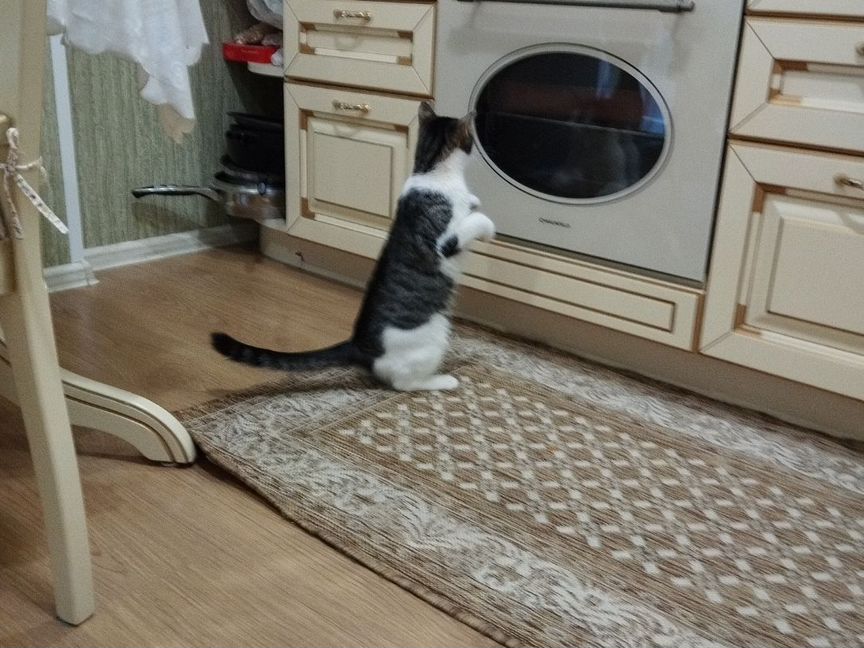 Алиса ждёт чуда