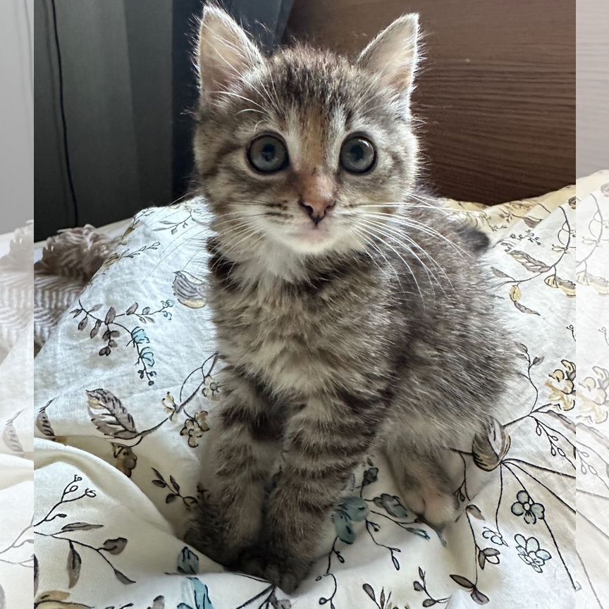 Котёнок от частного владельца