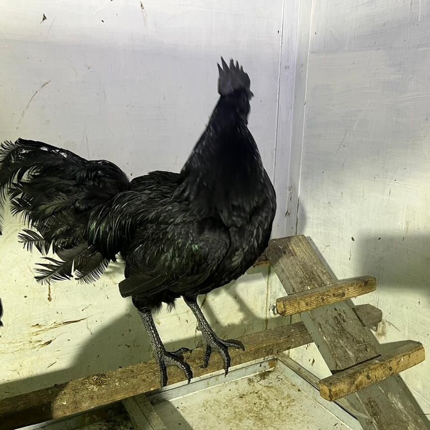 Петух аям цемани