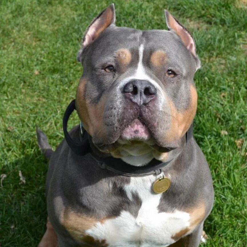 Американский булли, щенок