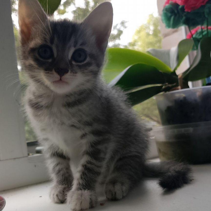 Котята отдам в добрые руки бесплатно