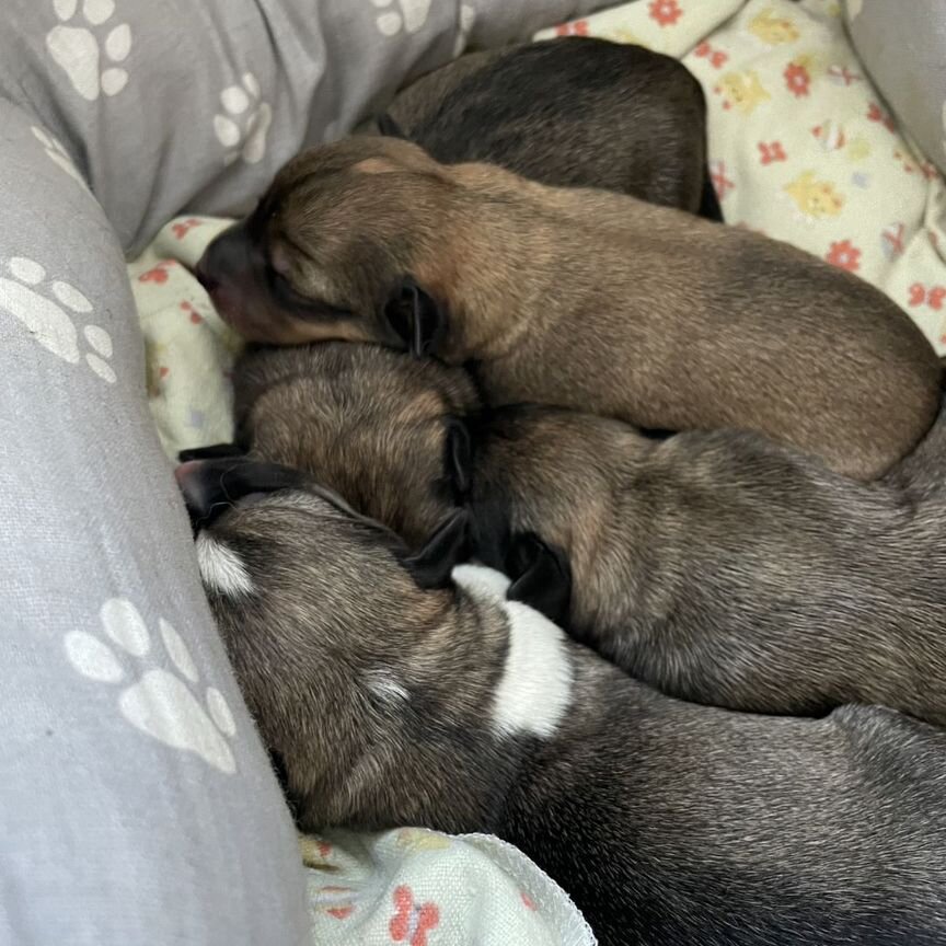 Щенок в добрые руки